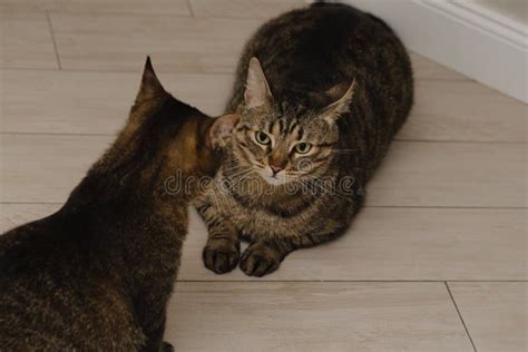 Portrait Of Two Cats Playing With Each Other In The Apartment Stock Image Image Of Grey Kitty