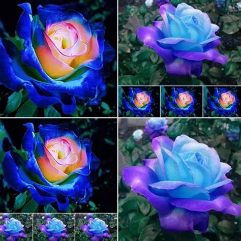 Jual Biji Benih Bibit Bunga Mawar Mystic Unik Langka Hitam Aneka Warna Merah Ungu Pelangi