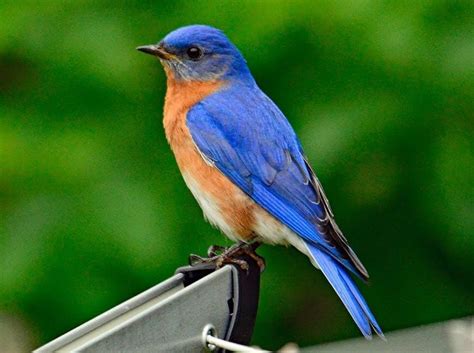 Us Guided Breast Biopsy Cpt Code Complete Guide