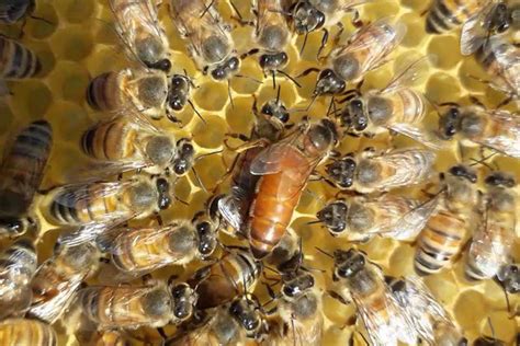 Le Celle Esagonali Delle Api Un Esempio Di Ingegneria Perfetta • Pinvi