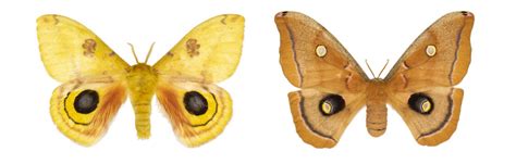 รูปภาพautomeris เลือกดูภาพถ่ายสต็อก เวกเตอร์ และวิดีโอ132 Adobe Stock