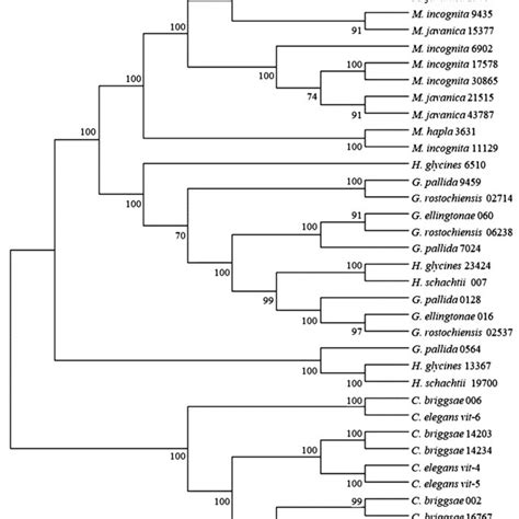 Phylogenetic Tree Constructed Using Maximum Likelihood Method