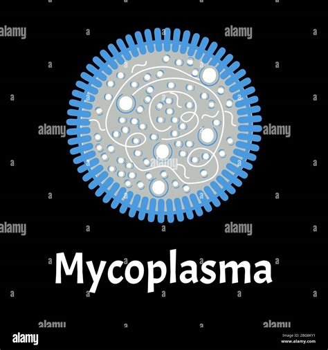 Mycoplasma Structure