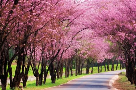道路两旁的樱花树高清图片下载 正版图片600393481 摄图网