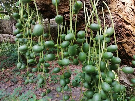 ทดแทน สวนเกษตรลุงฮุย บ้านดินริมคลอง