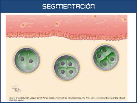 Sos Embriologia Humana Segmentación