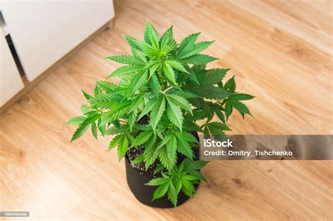 대 마 마리화나 꽃 실내 성장입니다 법적인 레크리에이션 마리화나를 성장 대마초를 심기 홈 마리화나 성장 가동 0명에 대한 스톡 사진 및 기타 이미지 Istock