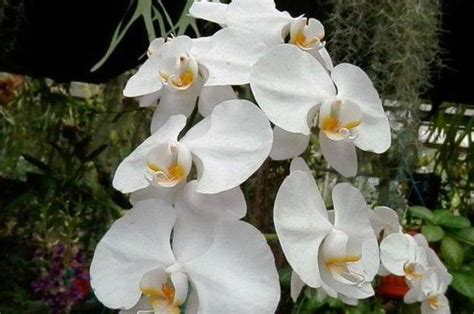 Cara Merawat Bunga Anggrek Bulan Di Rumah Dijamin Subur Setiap Hari Sonora Id