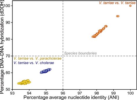 Whole Genome Comparisons Among Isolates Of V Tarriae Sp Nov V