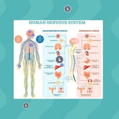 Intro To Nervous System