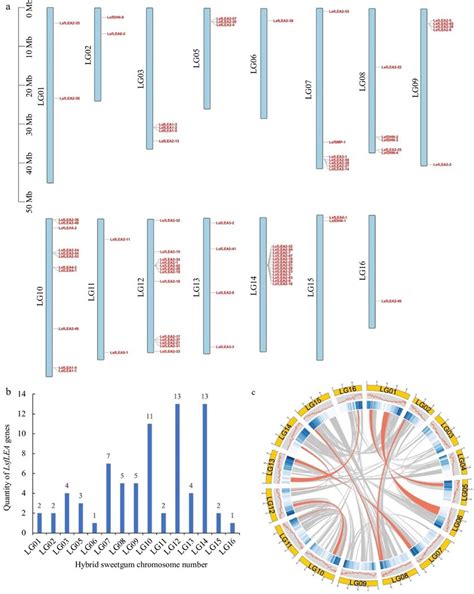 Chromosomal Localization Of The Lsflea Genes And Gene Duplication
