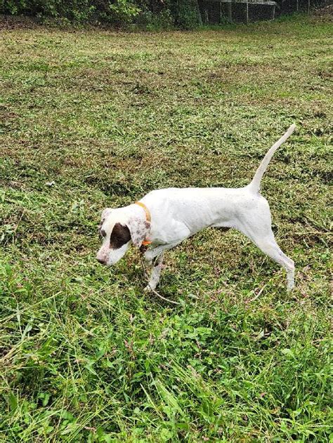 English Pointer For Sale