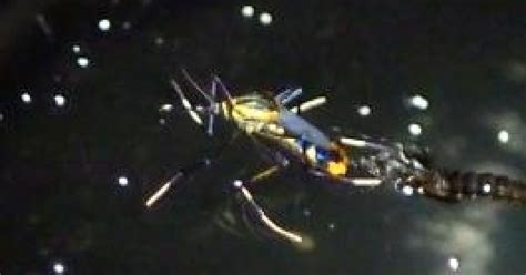 모기 잡는 모기로 지카·뎅기 예방