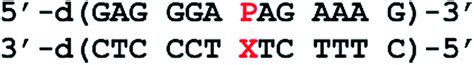 oligonucleotide sequence used to determine the base pairing properties