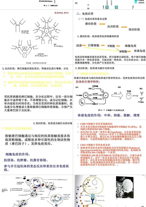 第10章传染与免疫2016课件ppt卡卡办公