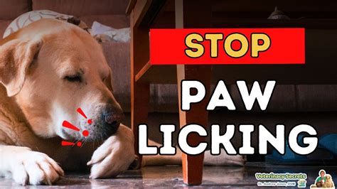 How To Stop A Dog From Licking You Constantly