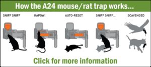 How To Set A Mouse Trap Without Getting Hurt RidMyCritters Com