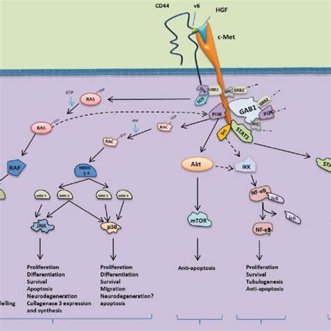 Maturation And Domain Structure Of Hepatocyte Growth Factor Hgf Download Scientific Diagram