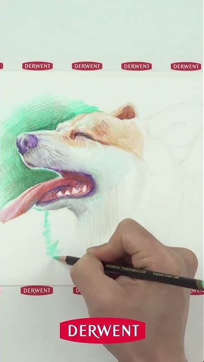 더웬트 크로마플로우 색연필로 코기 강아지 그리기 Youtube