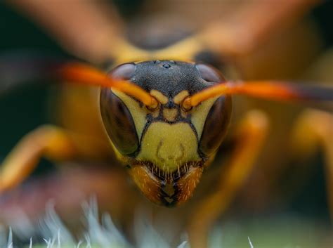 Paper Wasp Scrolller