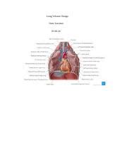 Understanding Lung Volume Changes In Adults Factors And Course Hero