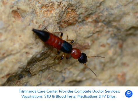 Tomcat Season In Bali How To Spot Avoid And Treat Stings Trishnanda Care Centre