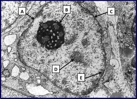 Sos Biologia Celular Y Tisular Nucleo Cell Nucleus
