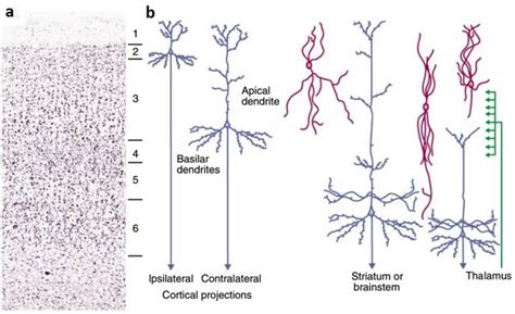 Figure 1 From Role Of The Infralimbic Cortex In Depression Functional