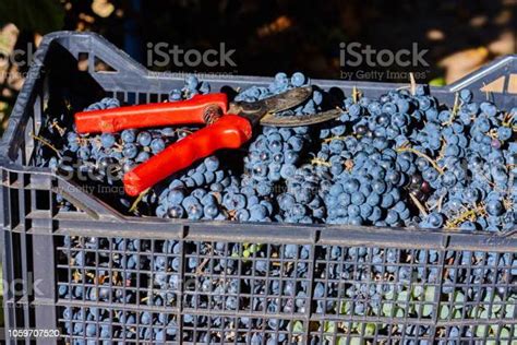 포도주 양조 법에 대 한 푸른 포도 나무입니다 이탈리아에서 포도 포도 나무입니다 서랍에 빨간가 위 수확 0명에 대한 스톡 사진 및 기타 이미지 Istock