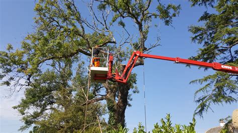Ash Dieback Disease Cardiff Tree Removal Tree Squadron