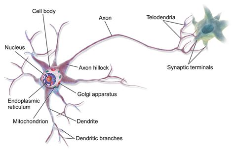 Difference Between Neurons And Neuroglia Definition Characteristics