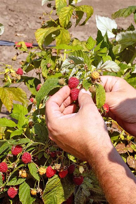 The Top 13 Raspberry Varieties To Grow In Zones 3 9 Gardeners Path