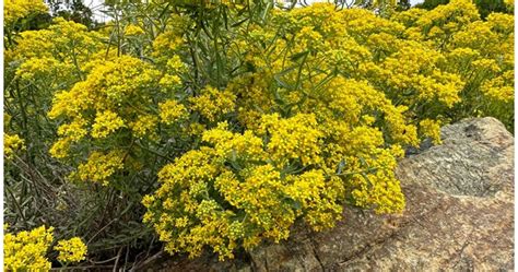 Изследователи опитват да извличат никел с помощта на горчични растения Български Фермер