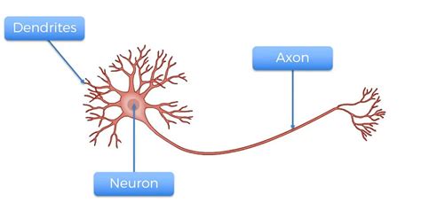Deep Learning Neuron A Neuron Or Neuron Is A Nerve Cell… By Mohit