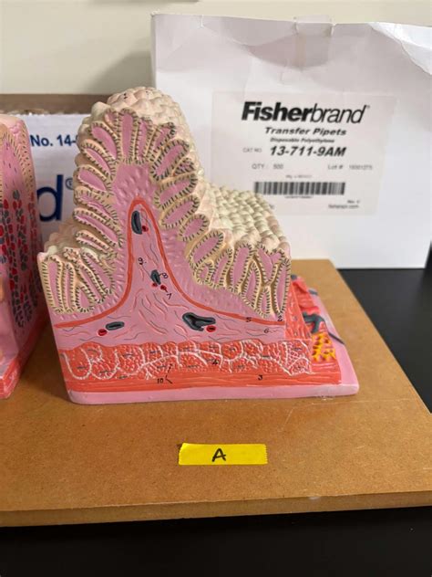 Intestinal Wall Diagram Quizlet