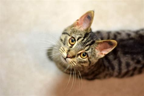 How To Tell If A Cat Has Been Spayed Or Neutered Cat World