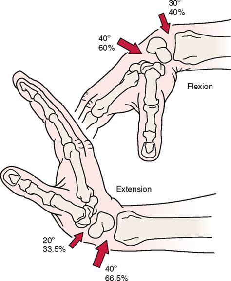 Forearm Wrist And Hand Musculoskeletal Key