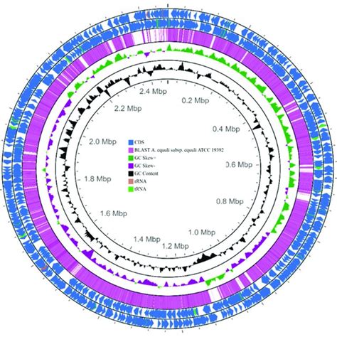 Circular Map Of The Genome Of A Equuli Subsp Equuli 4524 Strain