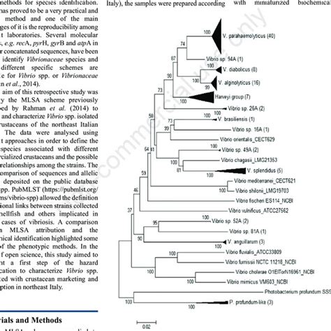 neighbour joining phylogenetic tree compressed with concatenated