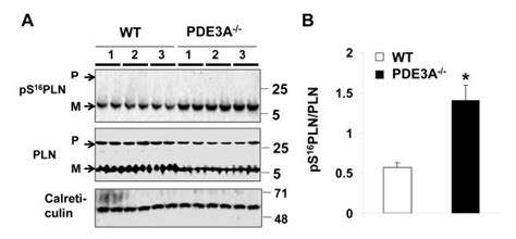 Pde3a Regulates Basal Myocardial Contractility Through Interacting With