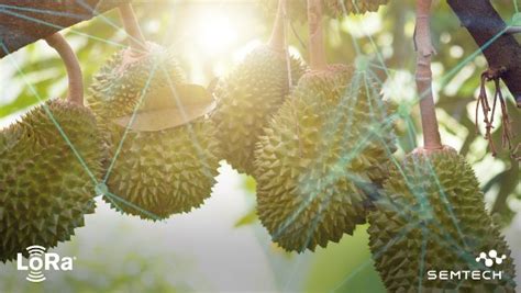 Semtechs Lora Solution Improves Farming In Malaysia Edn Asia