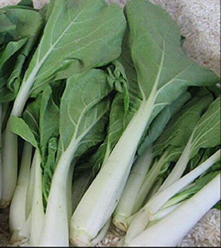 Pechay Petsay Seeds Native Philippine Bureau Of Plant Industries Pinoy