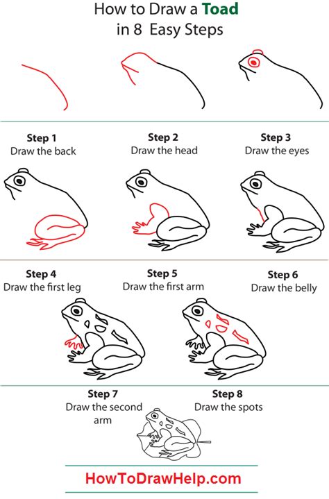 How To Draw A Cane Toad