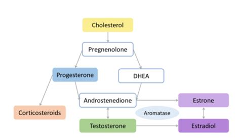 Female Reproductive System Module 2 Flashcards Quizlet
