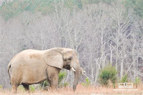 the elephant sanctuary in tennessee on linkedin did you know you can