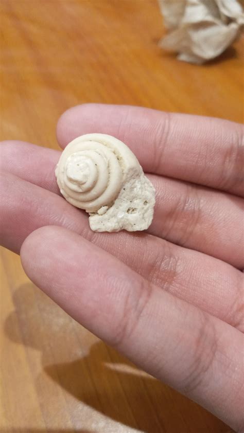 Beautiful White Snail Shell Fossile I Found Near The River Yesterday