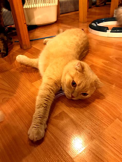 Catmosphere Cat Cafe