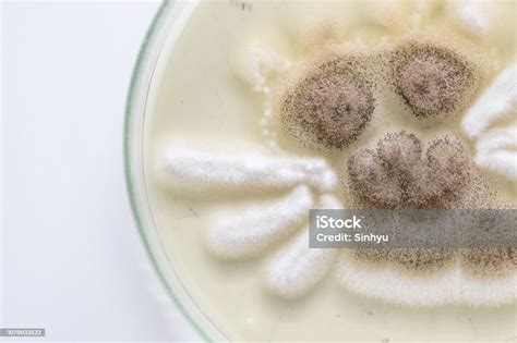 아름 다운 식민지의 특성의 균 류 미생물학 실험실에서에서 배양 접시에 곰 팡이 균사에 대한 스톡 사진 및 기타 이미지 Istock