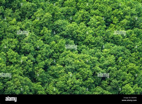 Green Trees Background Stock Photo Alamy