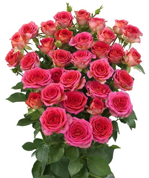 Chimo Dongli Everlasting Beauties